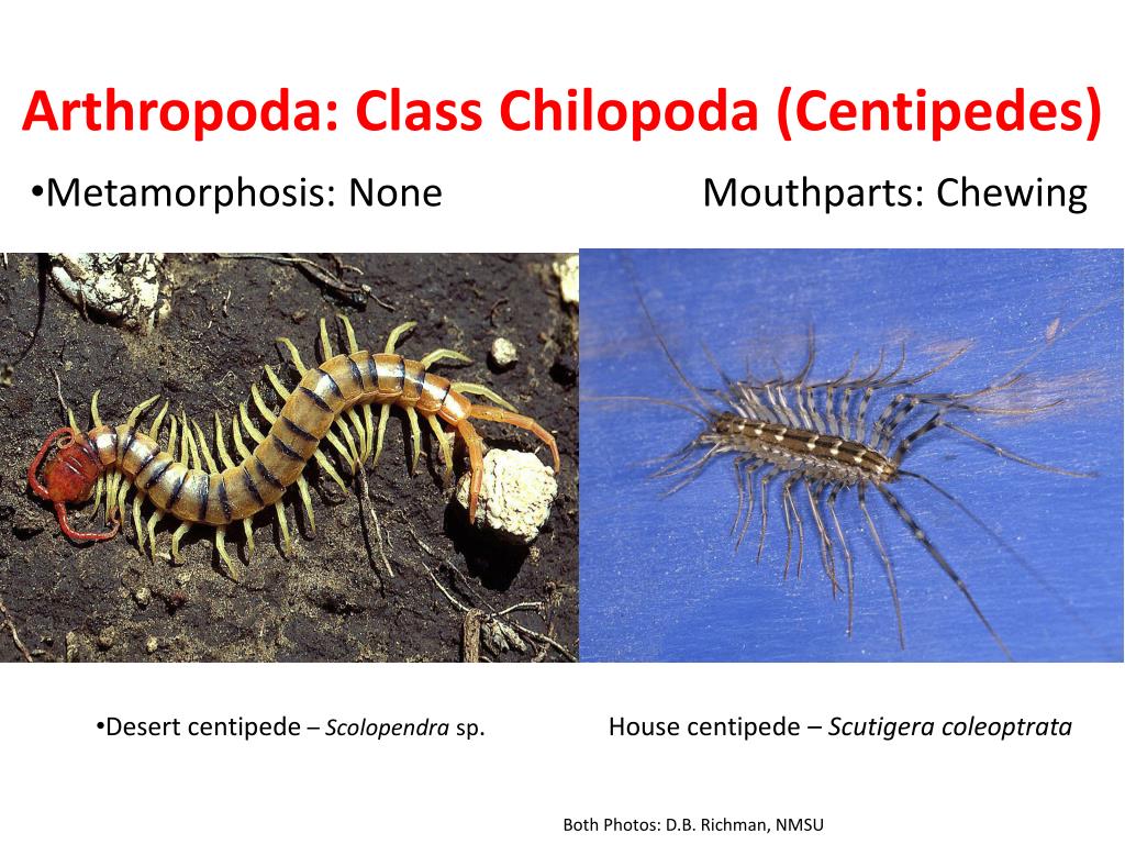 PPT - 110 COMMON ARTHROPODS OF NEW MEXICO FOR FFA STUDENTS Pt. 2--- Non ...