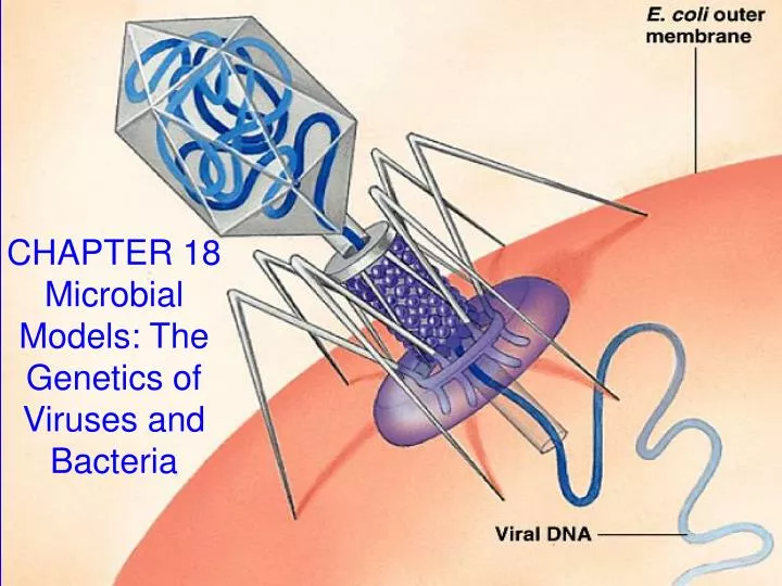 PPT - CHAPTER 18 Microbial Models: The Genetics of Viruses and Bacteria ...
