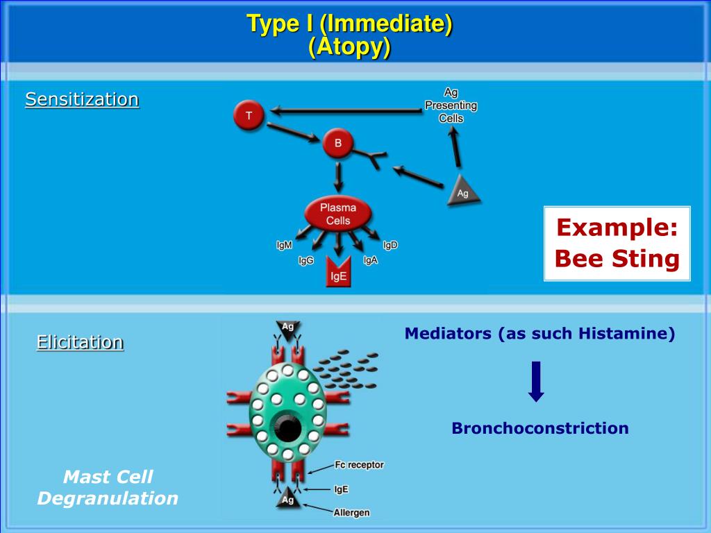 PPT - Immunotoxicity:Contribution of Chemicals to Allergic Disease ...