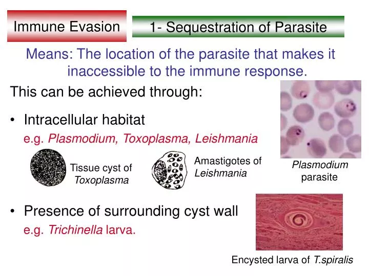 PPT - Immune Evasion PowerPoint Presentation, free download - ID:3125339