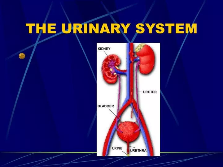 PPT - THE URINARY SYSTEM PowerPoint Presentation, free download - ID ...