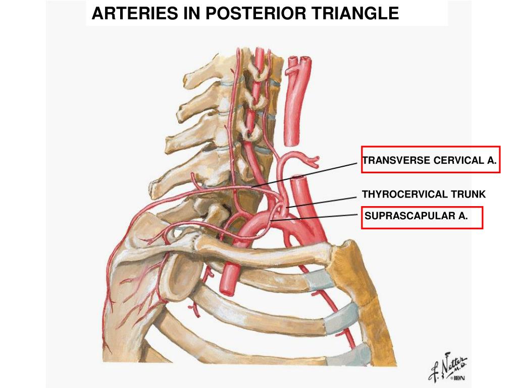 PPT - POSTERIOR TRIANGLE OF NECK STEVEN J. ZEHREN, PH.D. PowerPoint ...
