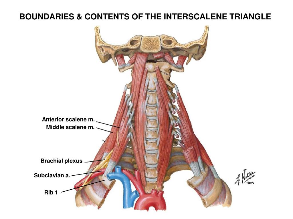 PPT - POSTERIOR TRIANGLE OF NECK STEVEN J. ZEHREN, PH.D. PowerPoint ...