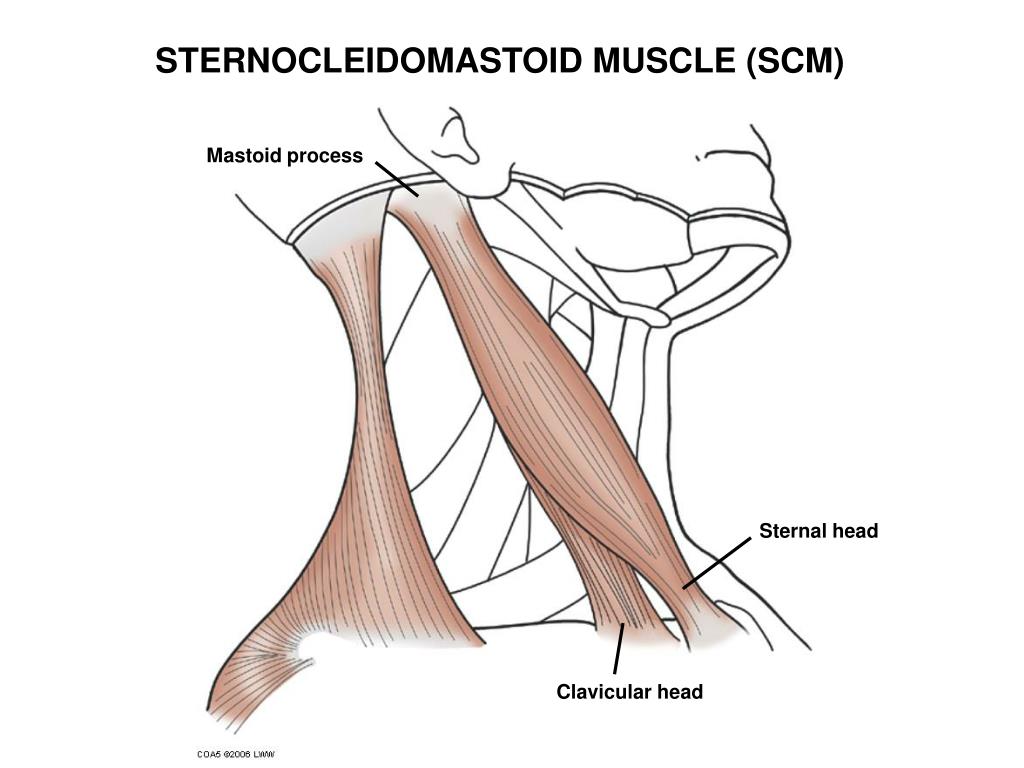 PPT - POSTERIOR TRIANGLE OF NECK STEVEN J. ZEHREN, PH.D. PowerPoint ...