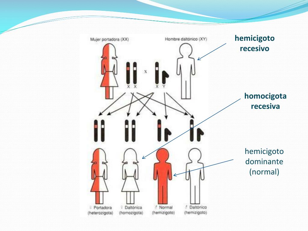 PPT - Herencia No Mendeliana PowerPoint Presentation, free download ...