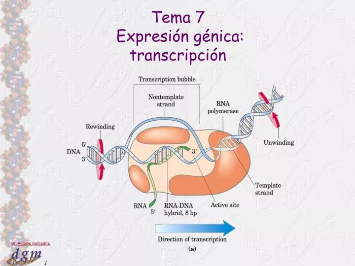 PPT - Tema 7 Expresión génica: transcripción PowerPoint Presentation ...