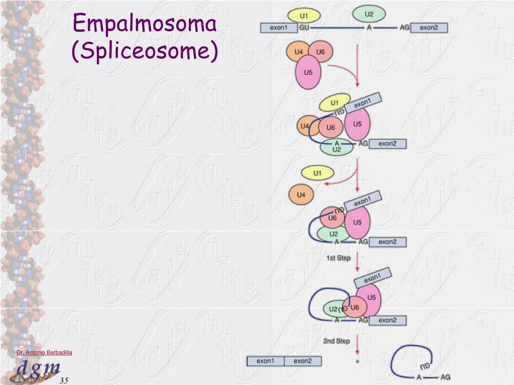 PPT - Tema 7 Expresión génica: transcripción PowerPoint Presentation ...