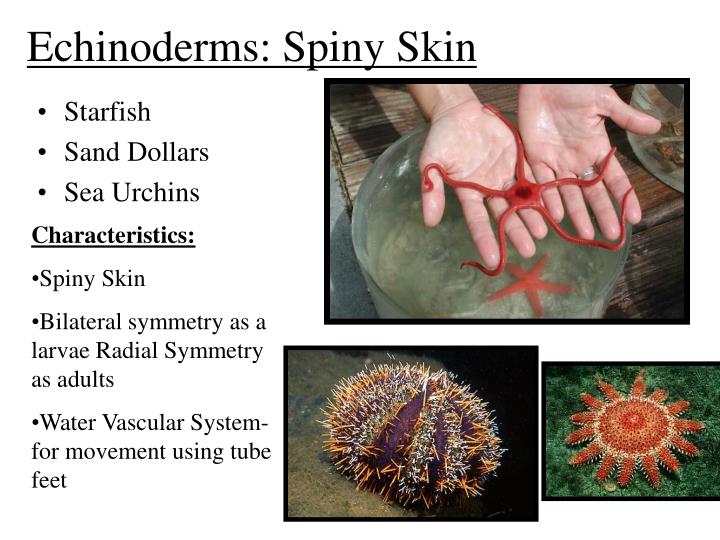 PPT - Characteristics of animals PowerPoint Presentation - ID:3127569