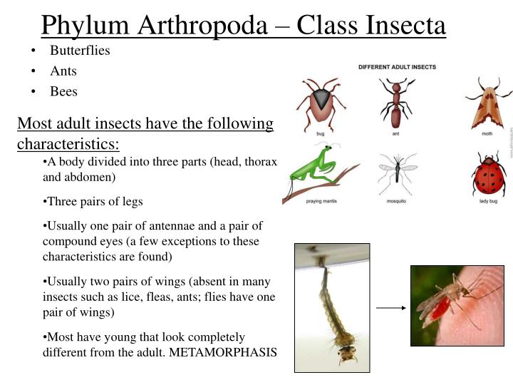 PPT - Characteristics of animals PowerPoint Presentation - ID:3127569
