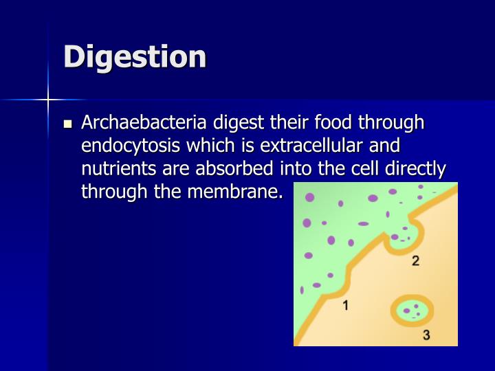 PPT - Archaebacteria PowerPoint Presentation - ID:3127636