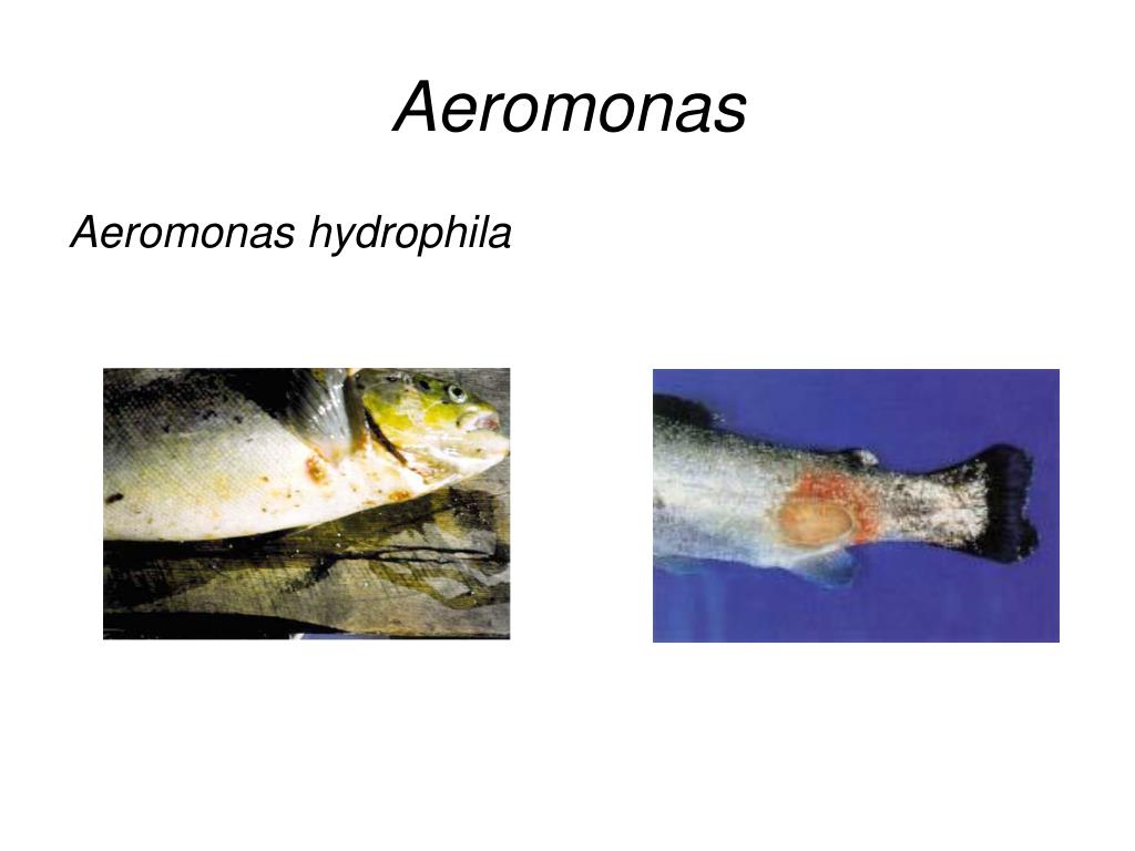 PPT - Salmon Aquaculture: Issues and Regulations PowerPoint ...