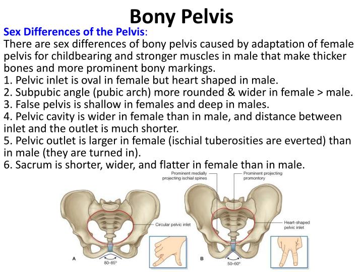 PPT - Pelvic Walls PowerPoint Presentation - ID:3130183