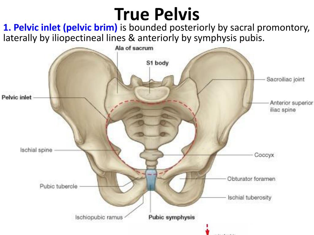 PPT Pelvic Walls PowerPoint Presentation Free Download ID 3130183