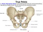 PPT - Pelvic Walls PowerPoint Presentation - ID:3130183