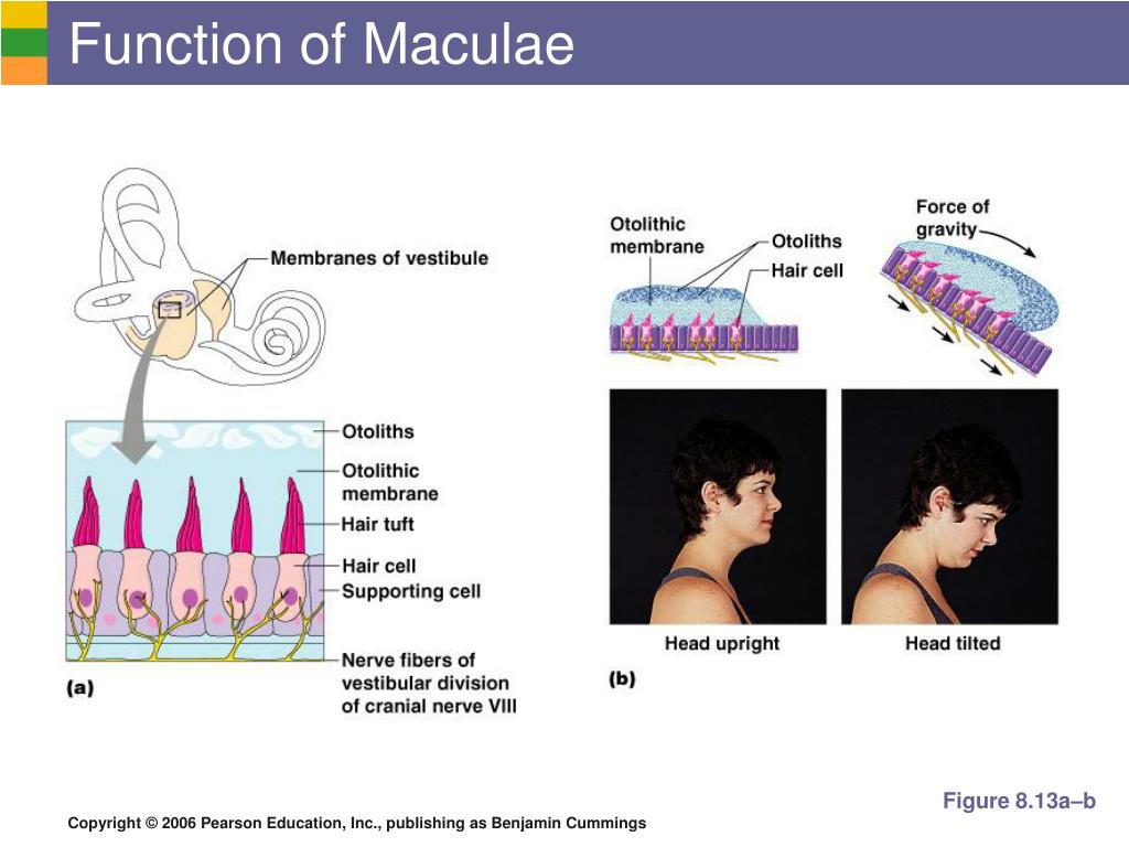PPT - Special Senses PowerPoint Presentation, free download - ID:3130252