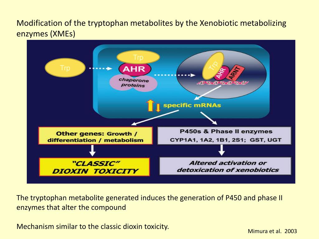 PPT - Tryptophan Metabolism Disturbances and Their Implications for ...