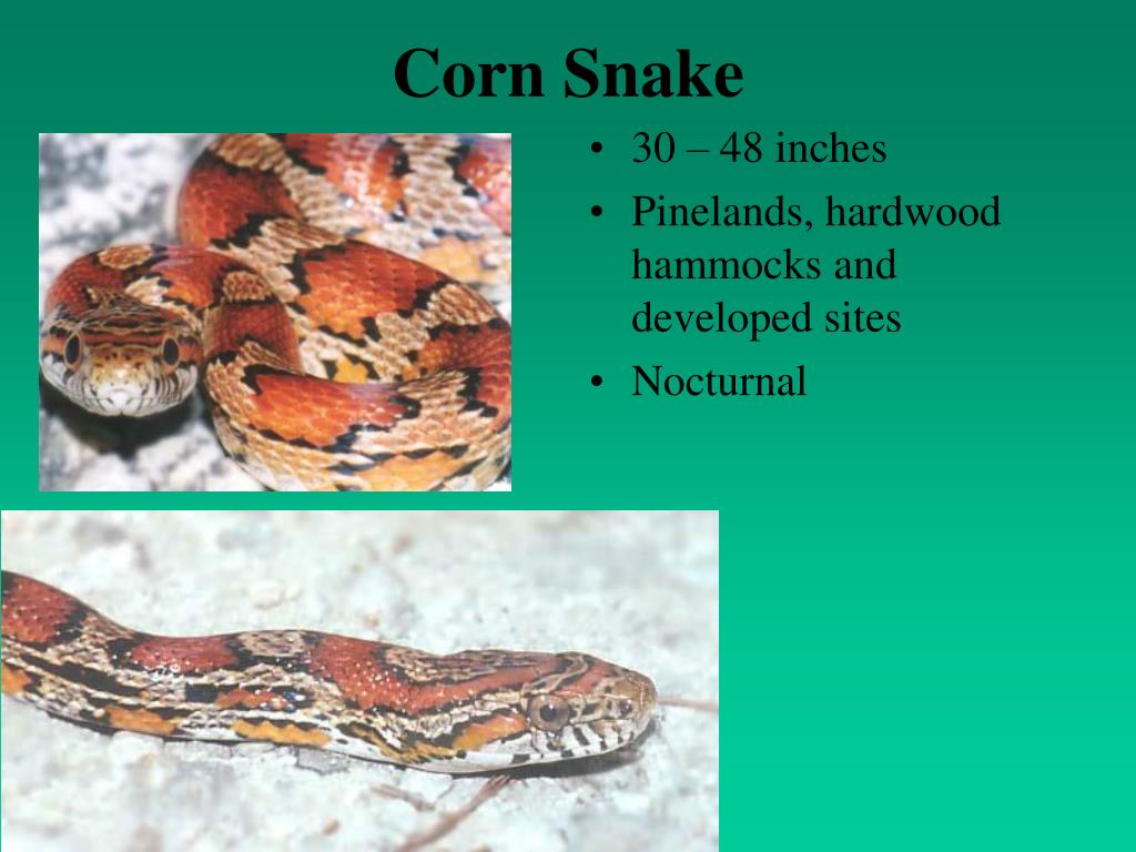 PPT - Reptiles and Amphibians of the Florida Everglades PowerPoint ...