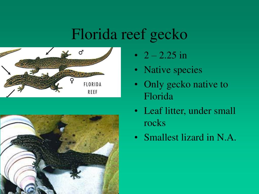PPT - Reptiles and Amphibians of the Florida Everglades PowerPoint ...