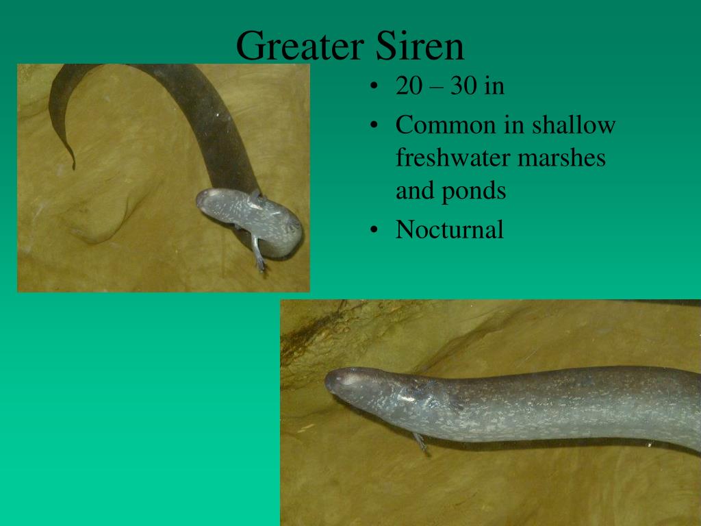 PPT - Reptiles and Amphibians of the Florida Everglades PowerPoint ...