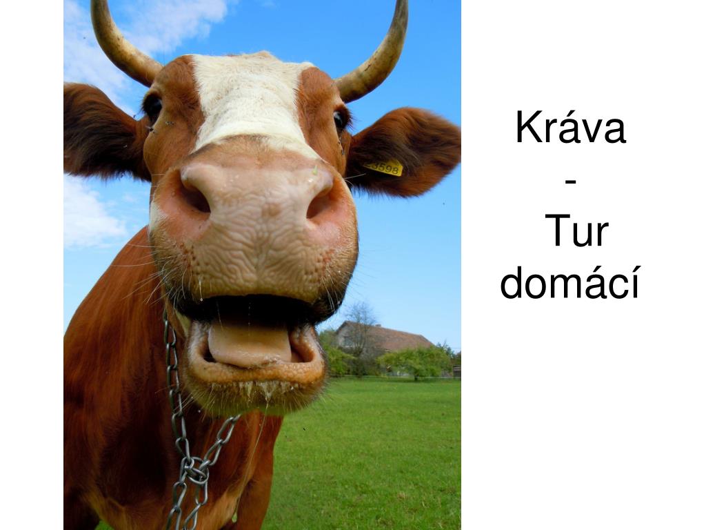PPT - Hospodářská zvířata – Přírodopis 7. třída PowerPoint Presentation ...