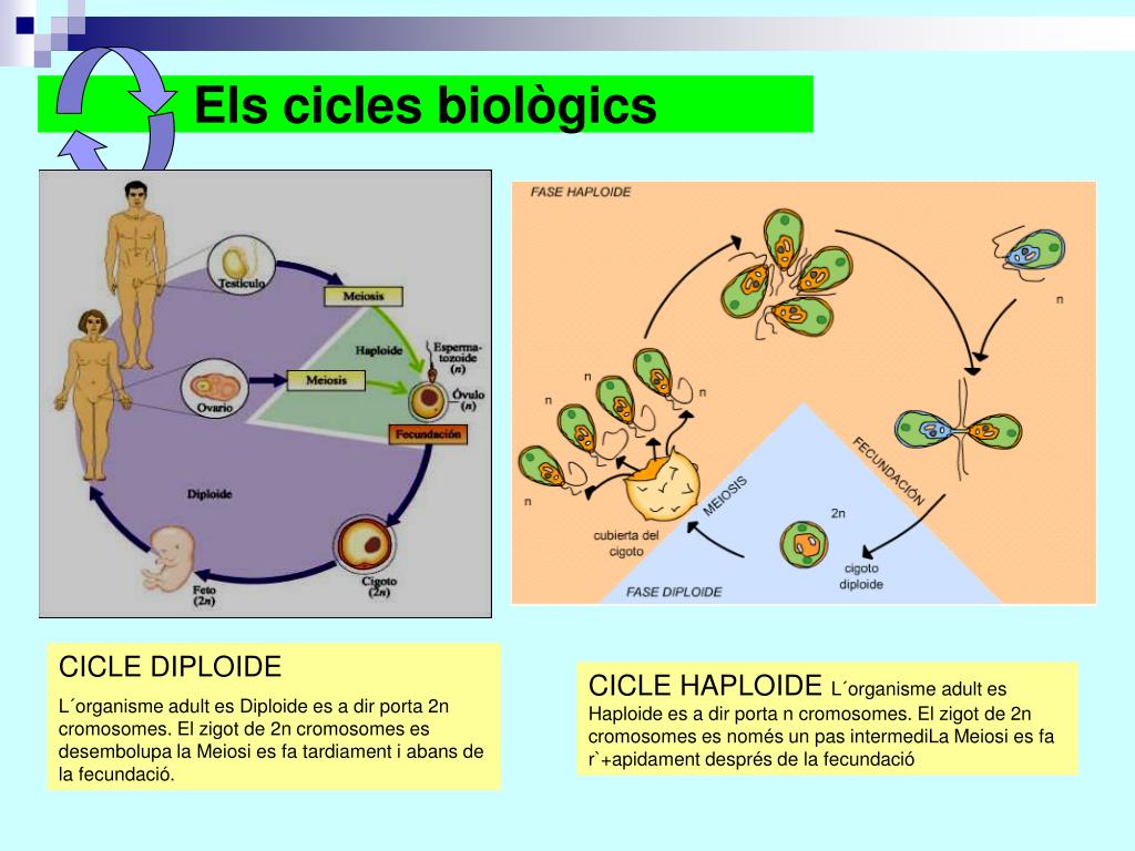 PPT - LA REPRODUCCIÓ DELS ORGANISMES PowerPoint Presentation, free ...