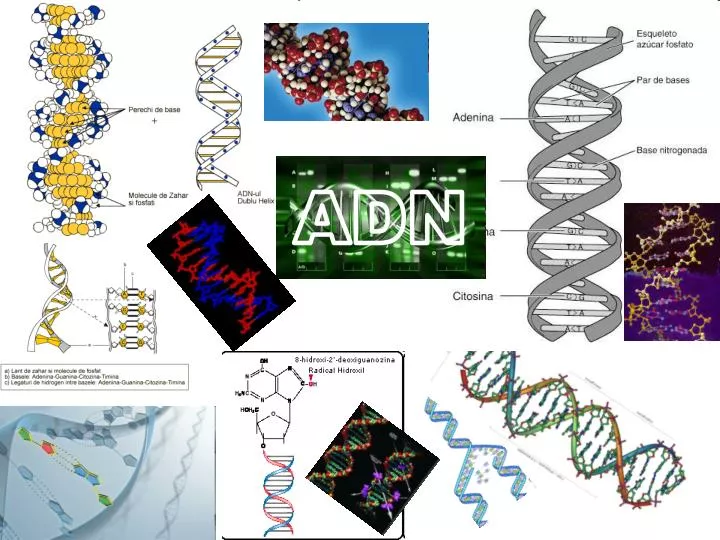 PPT - ADN PowerPoint Presentation, free download - ID:3132160