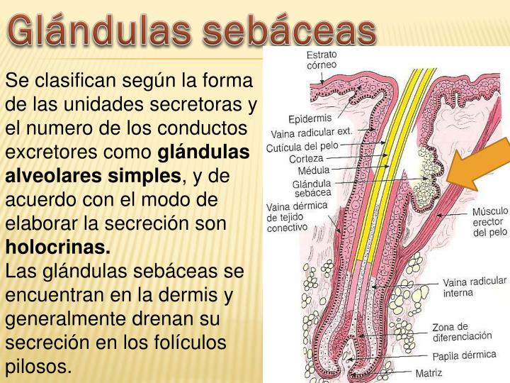 PPT - SISTEMA TEGUMENTARIO PowerPoint Presentation - ID:3132403