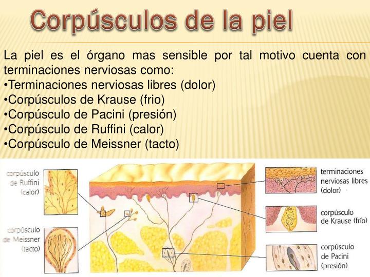 PPT - SISTEMA TEGUMENTARIO PowerPoint Presentation - ID:3132403