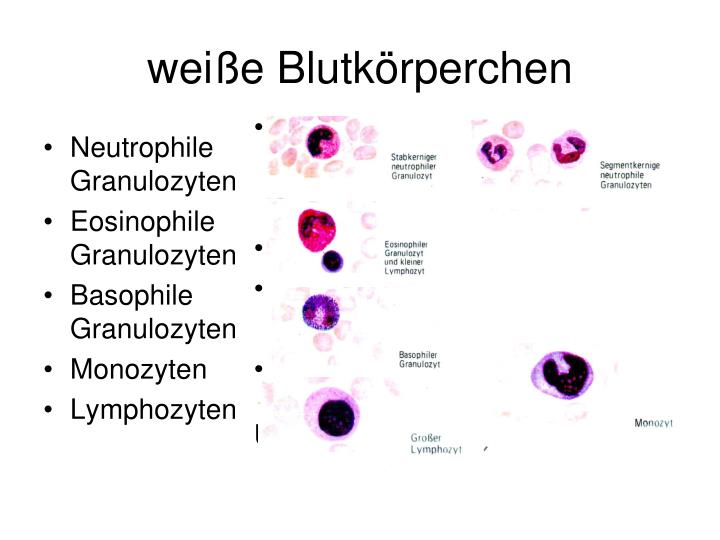 PPT - Blutbild PowerPoint Presentation - ID:3132432