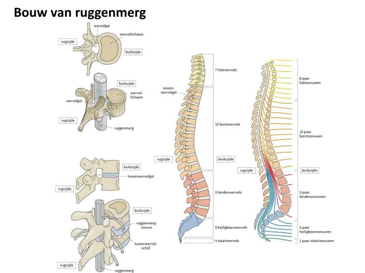 PPT - Ontvanger prikkel = receptor PowerPoint Presentation - ID:3132522