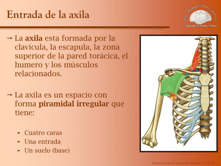 PPT - UNIDAD 7. Extremidad superior PowerPoint Presentation - ID:3132673