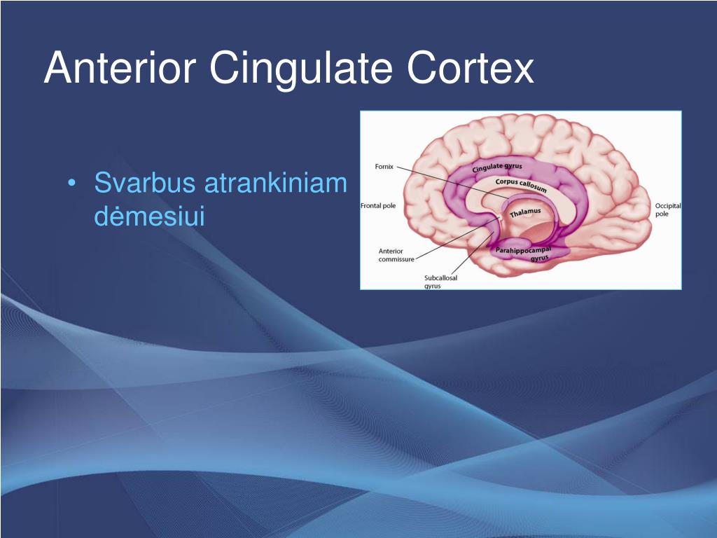 PPT - Regimojo d ėmesio savybės . D ėmesio neurofiziologija PowerPoint ...