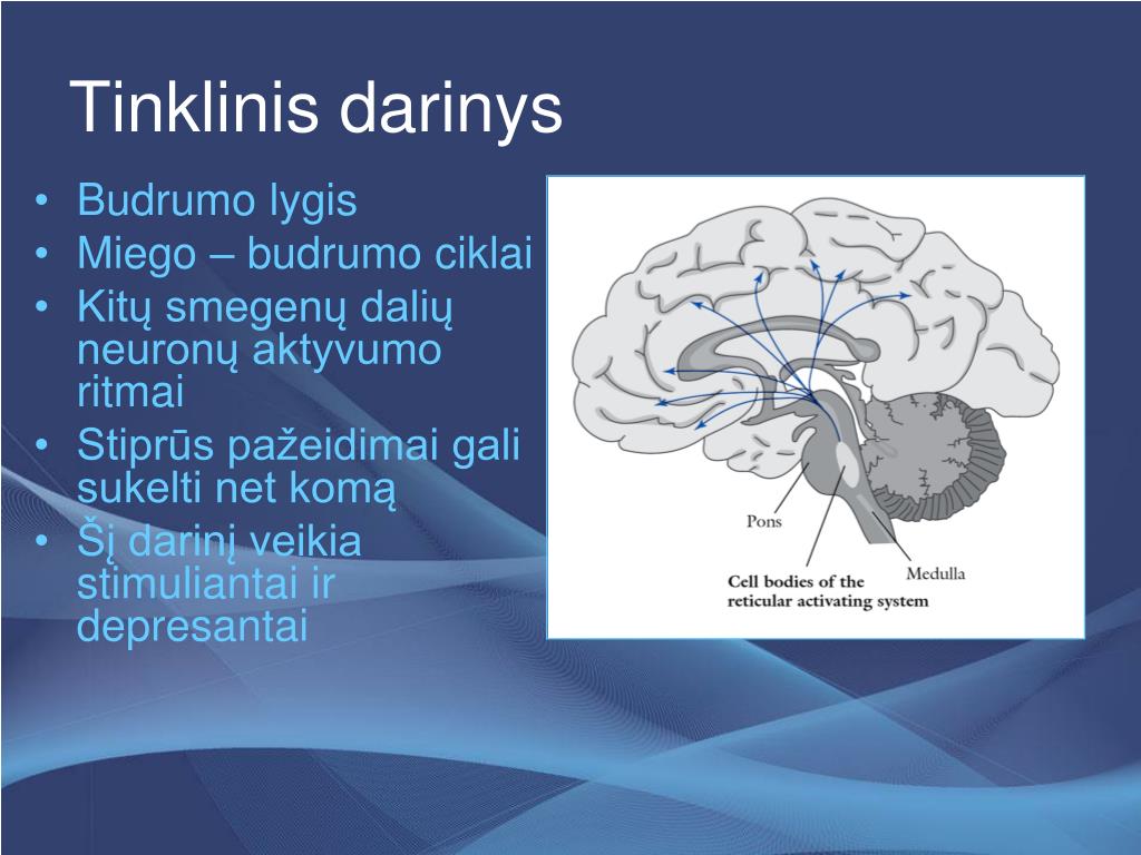 PPT - Regimojo d ėmesio savybės . D ėmesio neurofiziologija PowerPoint ...