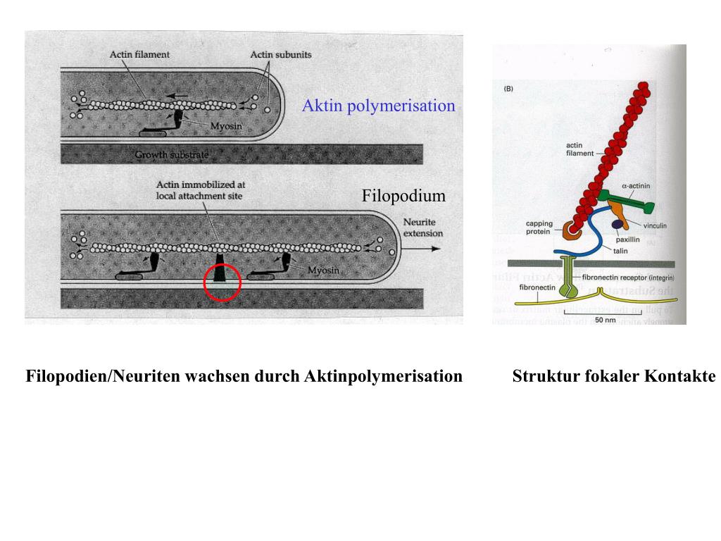 PPT - Entwicklungsneurobiologie III. Zellwanderung WS 2008/09 ...