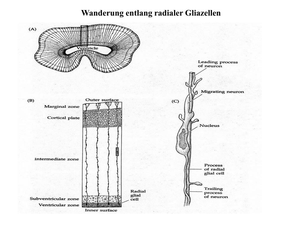 PPT - Entwicklungsneurobiologie III. Zellwanderung WS 2008/09 ...