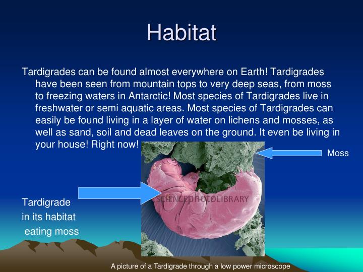 PPT - Tardigrades PowerPoint Presentation - ID:3135692