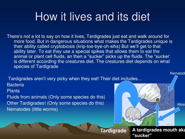 PPT - Tardigrades PowerPoint Presentation - ID:3135692