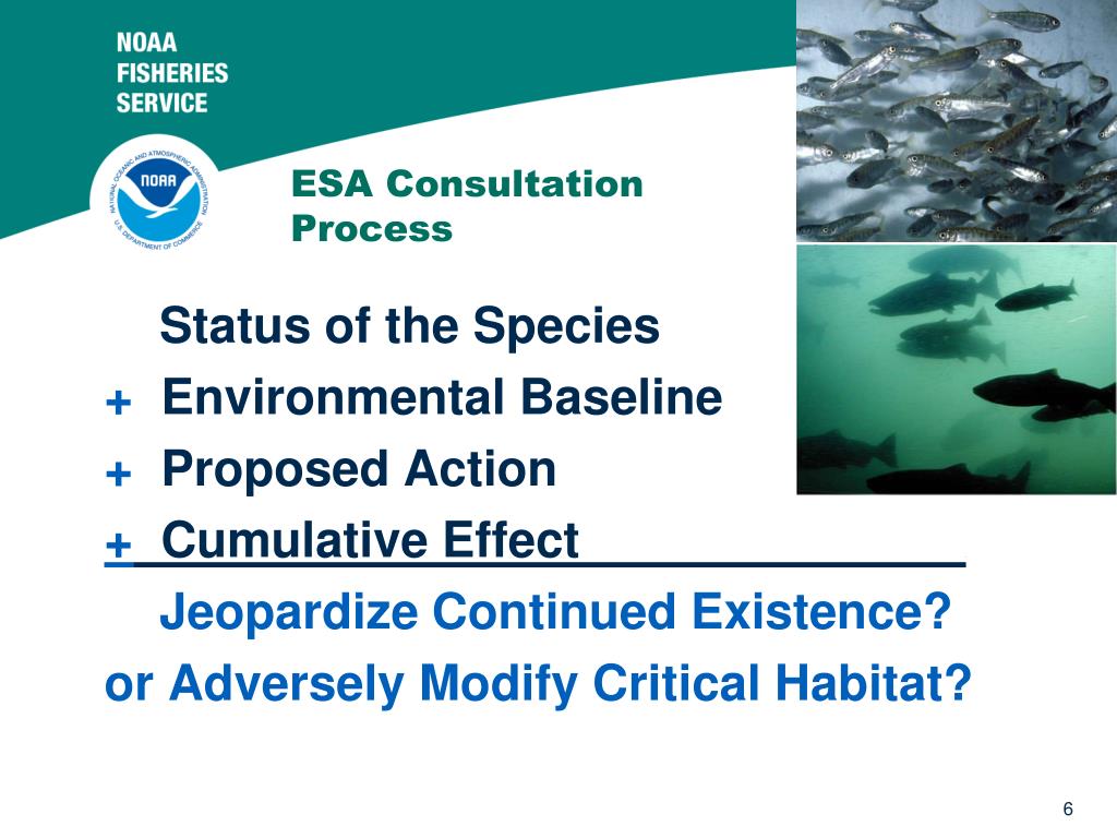 PPT - Over 70 Dams in the Columbia River Basin > 20 meters Federal ...