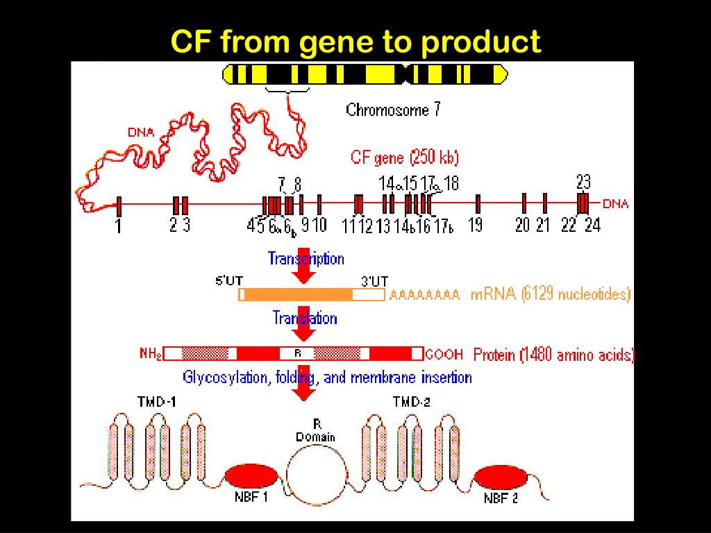 PPT - Molecular medicine 2 CYSTIC FIBROSIS and some other examples ...