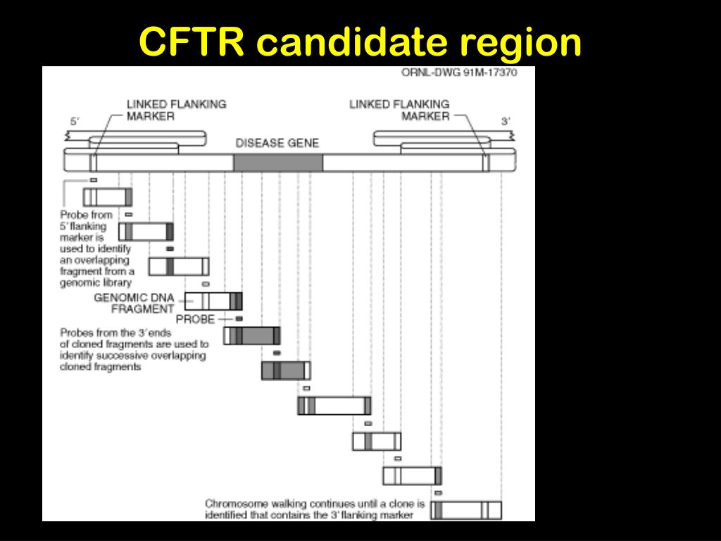 PPT - Molecular medicine 2 CYSTIC FIBROSIS and some other examples ...