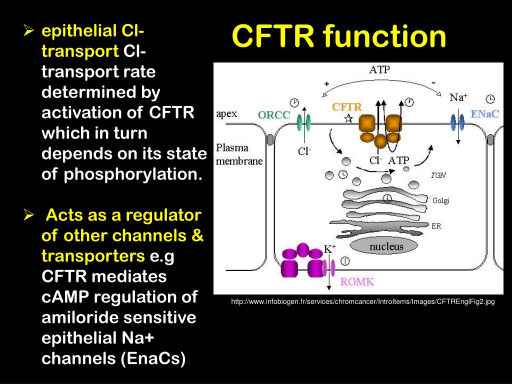 PPT - Molecular medicine 2 CYSTIC FIBROSIS and some other examples ...