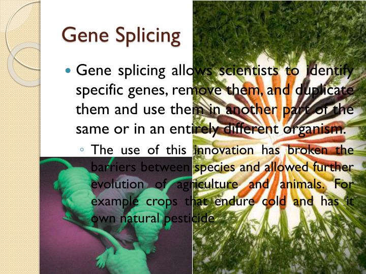 PPT - Genetic Manipulation PowerPoint Presentation - ID:3136303