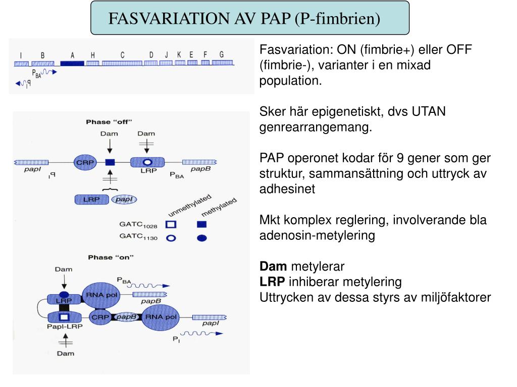 PPT - Reglering av virulensegenskaper Johan Bylund Tel 342 46 85 johan ...