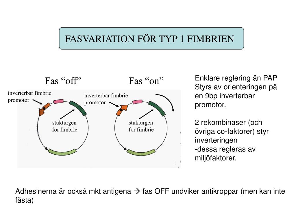 PPT - Reglering av virulensegenskaper Johan Bylund Tel 342 46 85 johan ...