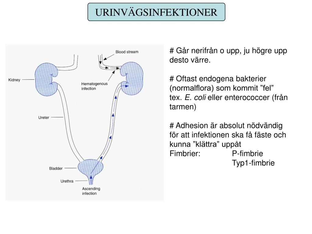 PPT - Reglering av virulensegenskaper Johan Bylund Tel 342 46 85 johan ...
