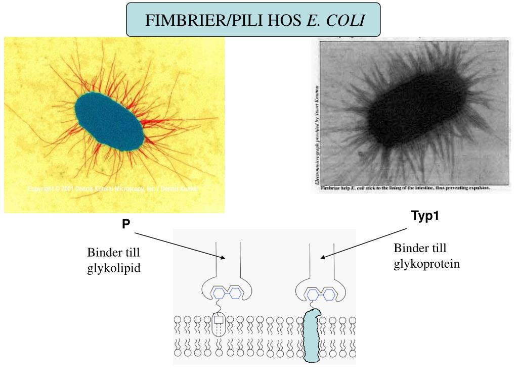 PPT - Reglering av virulensegenskaper Johan Bylund Tel 342 46 85 johan ...