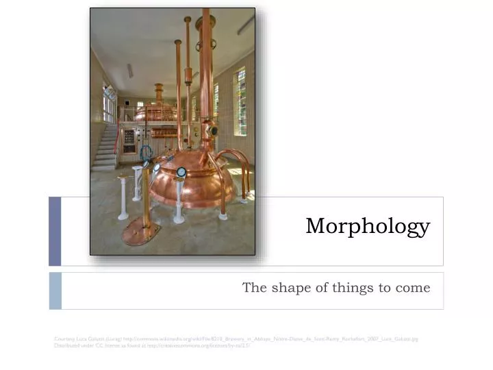 PPT - Morphology PowerPoint Presentation, free download - ID:3137407 PPT - Morphology PowerPoint Presentation, free download - ID:3137407