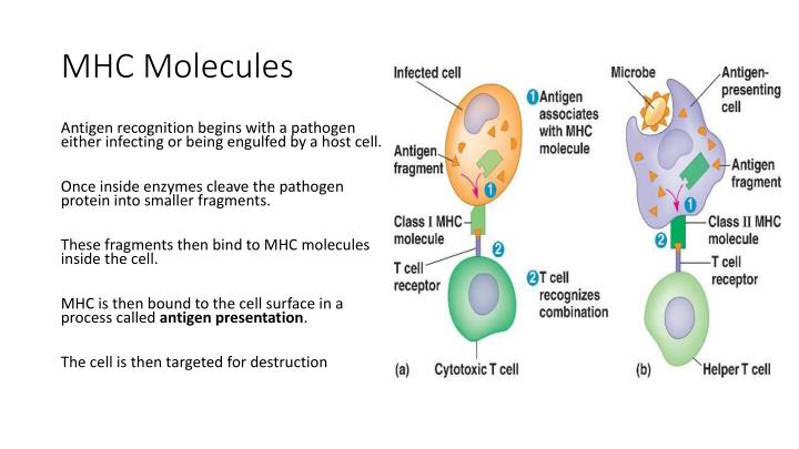 PPT - Immune Defense PowerPoint Presentation - ID:3137725