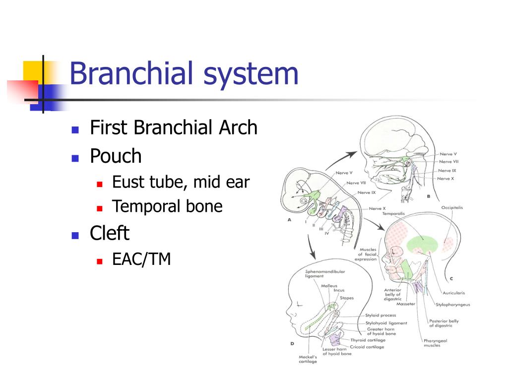 PPT - Embryology of the Neck & Neck Masses PowerPoint Presentation - ID ...