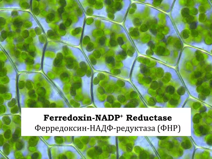 PPT - Ferredoxin -NADP + Reductase Ферредоксин-НАДФ-редуктаза (ФНР ...